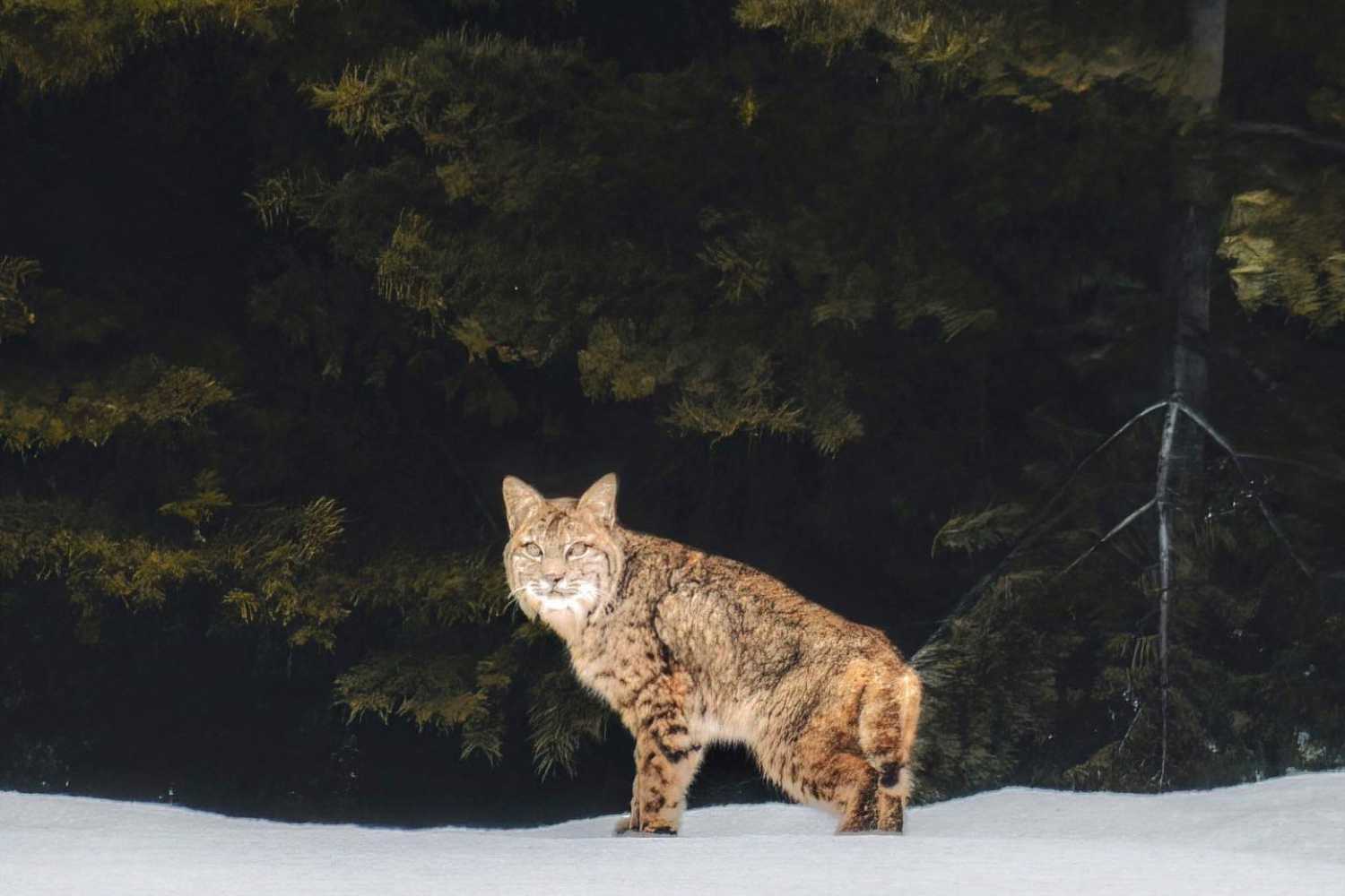 8 Favorite Areas for Wildlife Viewing | St. Bernard Lodge